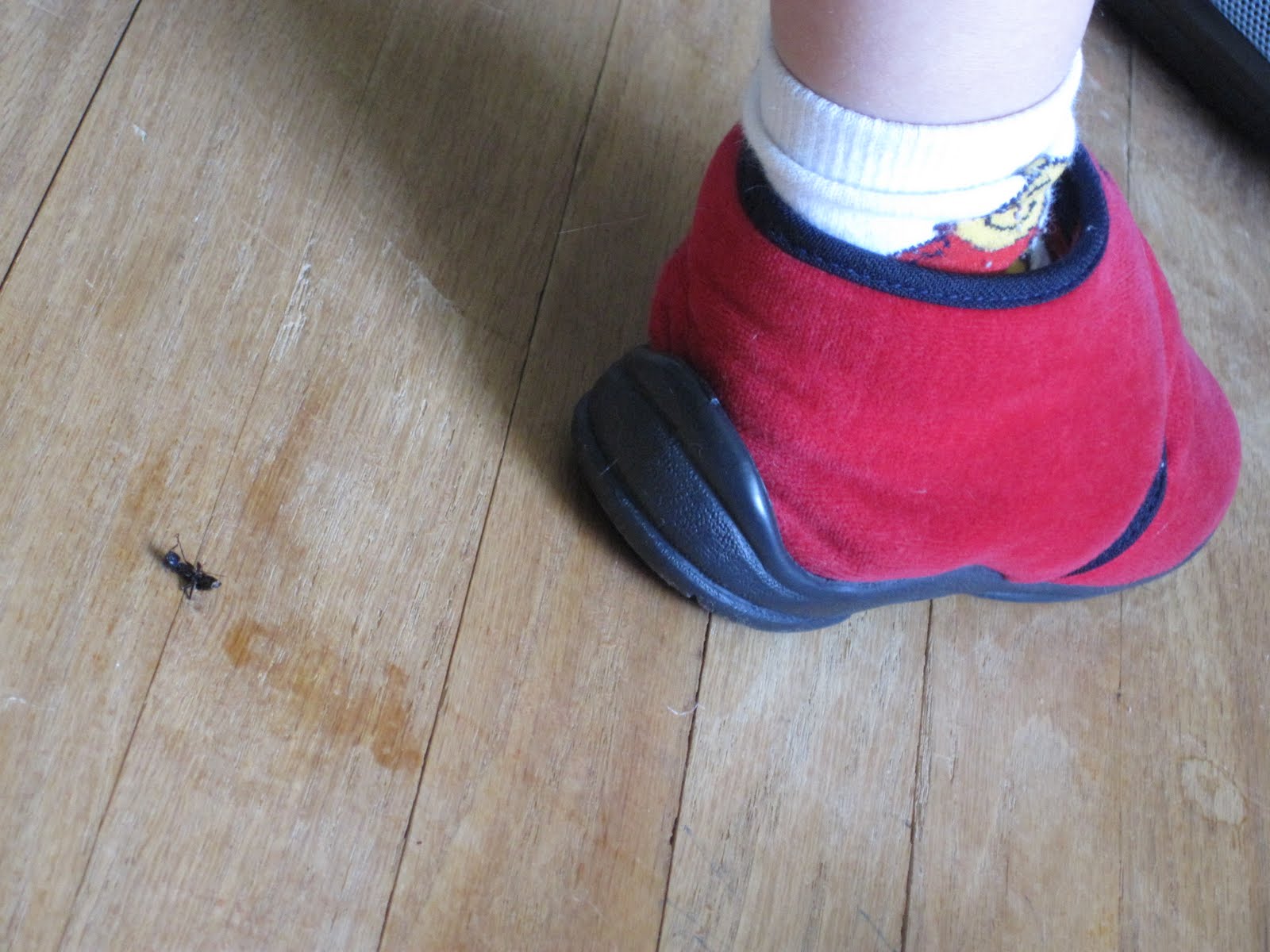 A New Day: Ant Stomping