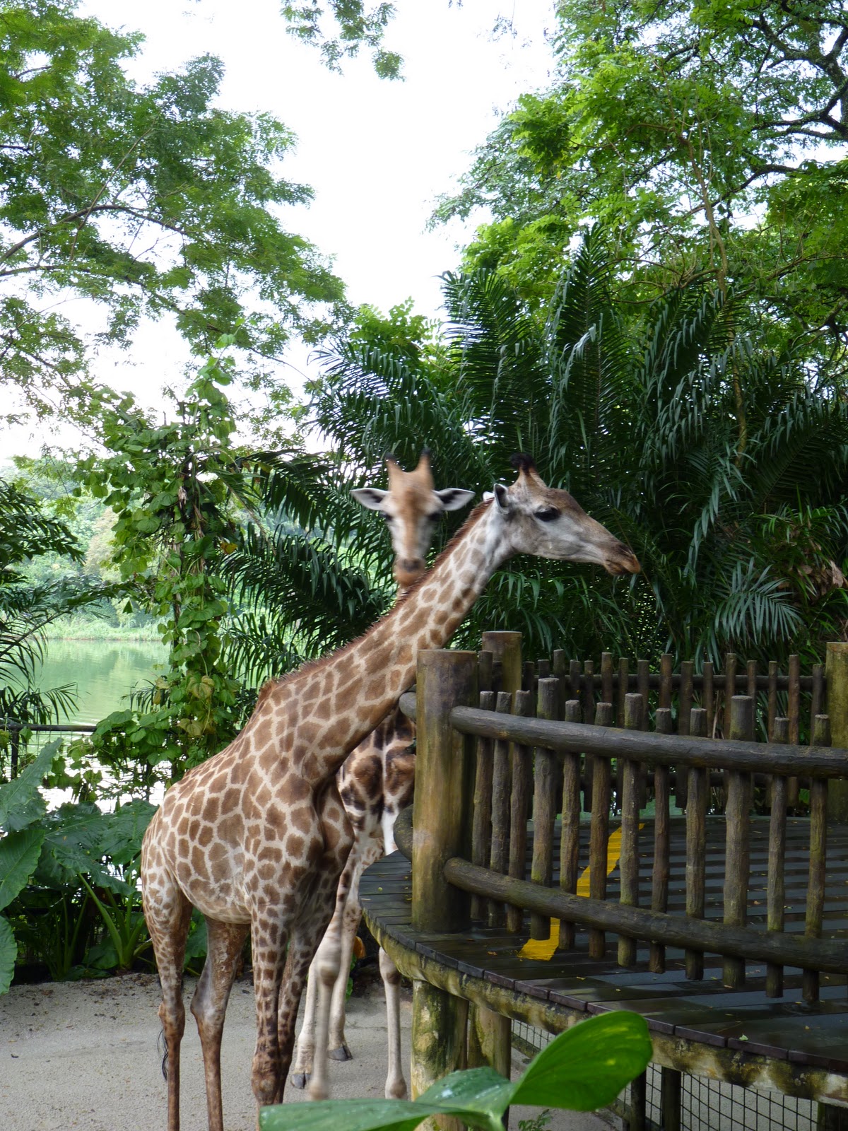 Passport to The Green City: Singapore Zoological Gardens