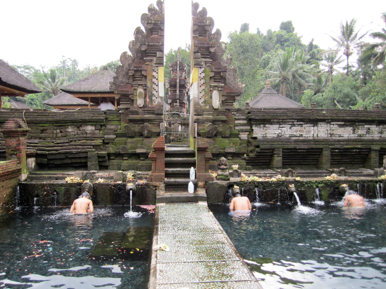 A Sakura Story: Bali holy water pond and Luwak "dudu" coffee