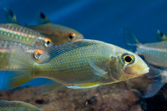 Freshwater Tropical Fish Wholesale Supplier - Aquarium Advice