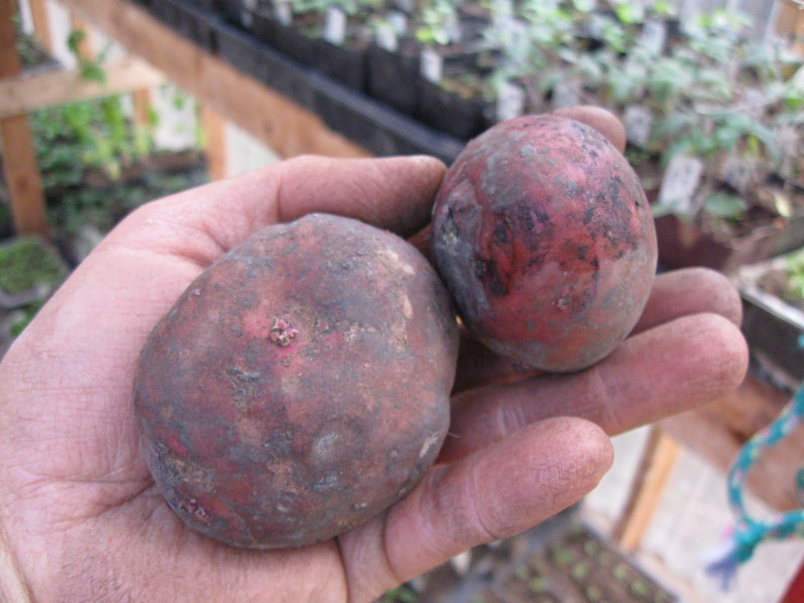 Our Subsistence Pattern: Planting Potatoes