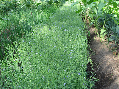 Our Subsistence Pattern: Growing Flax