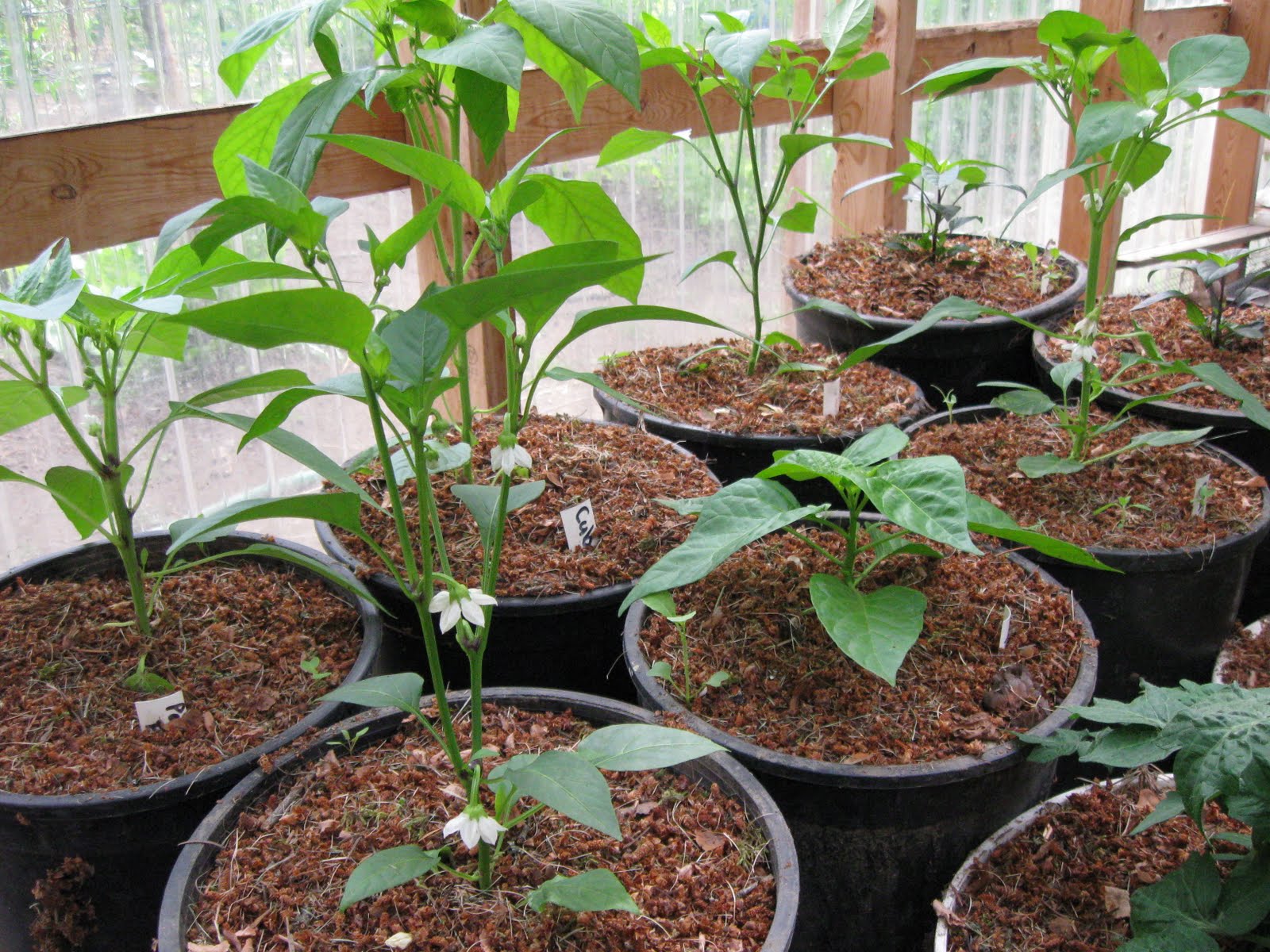 Our Subsistence Pattern: In the Garden - Tomatoes & Peppers