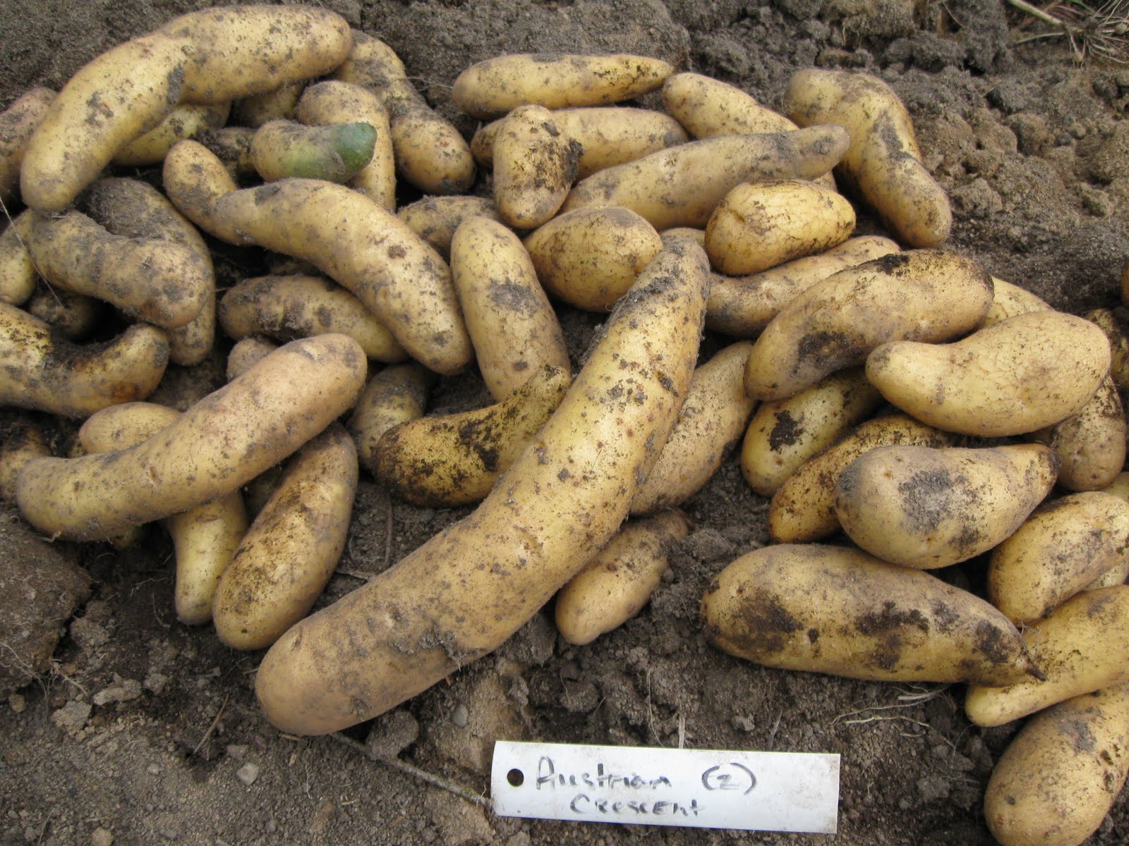 Our Subsistence Pattern: Harvesting Potatoes