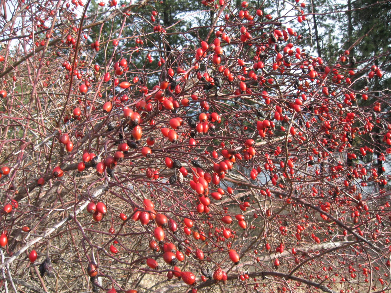 Our Subsistence Pattern: Nature's Candy