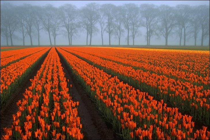 pengetahuan: Kebun Tulip Yang Sangat Indah, Mirip Pelangi