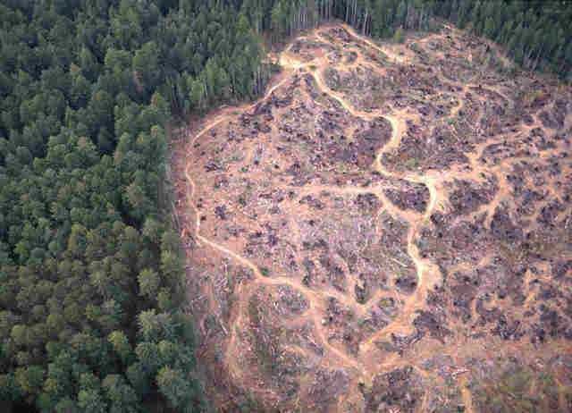 Biological Issue: Redwood Trees: Devastating Deforestation
