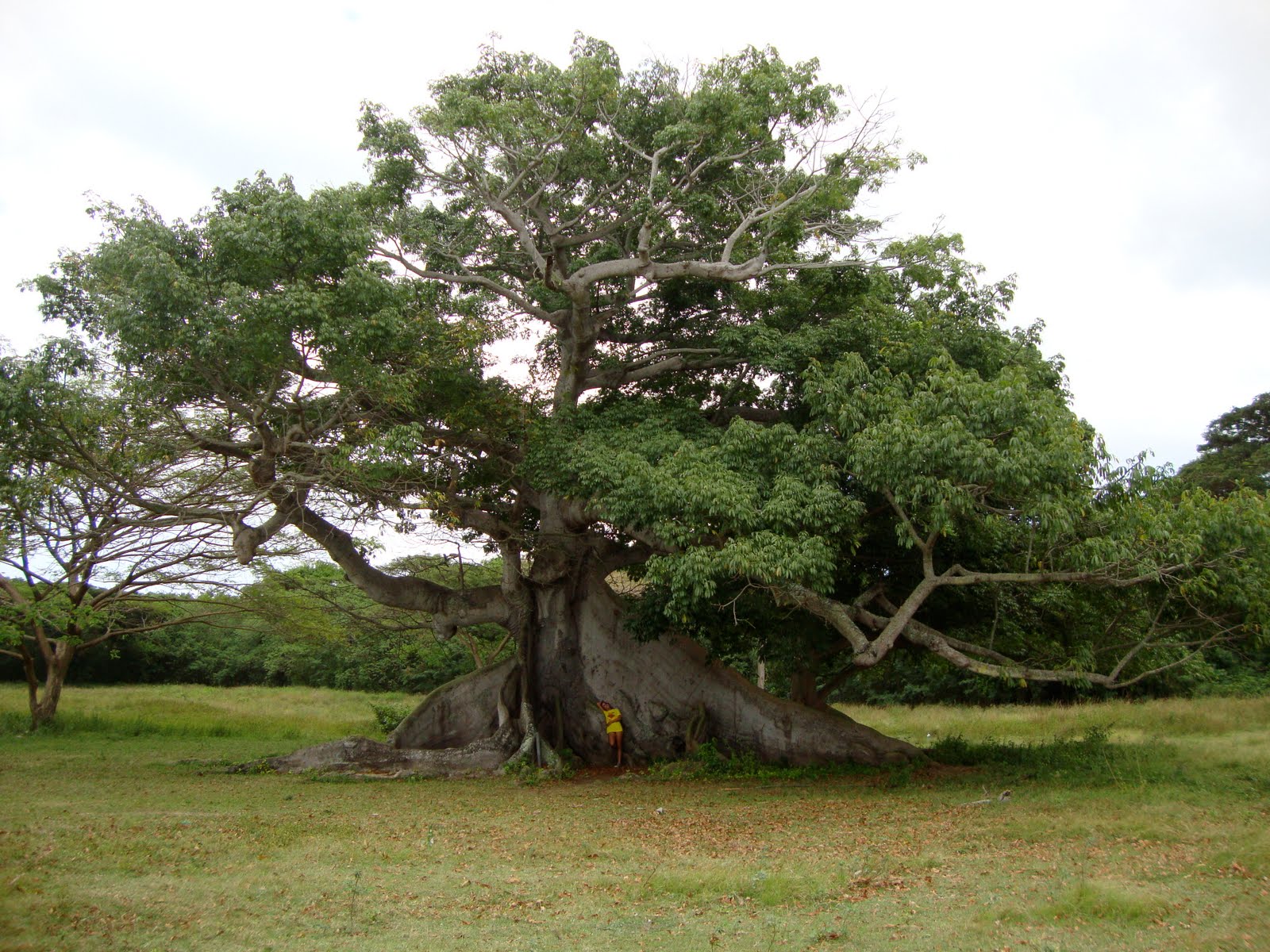 Ceiba; Kapok Tree