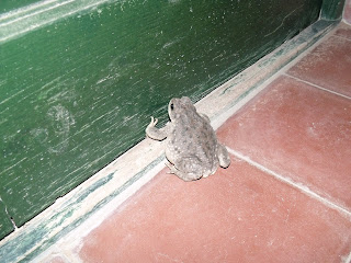 NATURALEZA Y CULTURA: El Sapo Andino (actualizado + fotos)