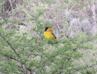 NATURALEZA Y CULTURA: Aves de la Quebrada de Humahuaca
