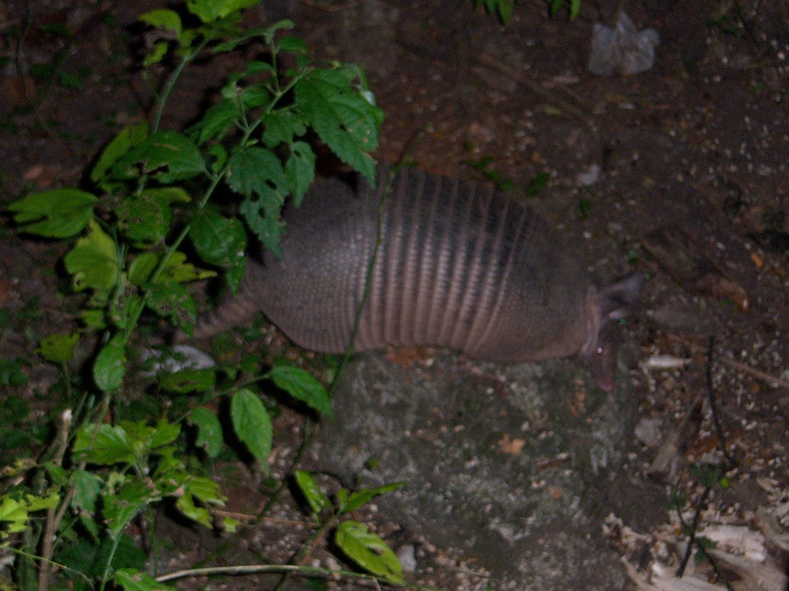 NATURALEZA Y CULTURA: La Mulita Grande