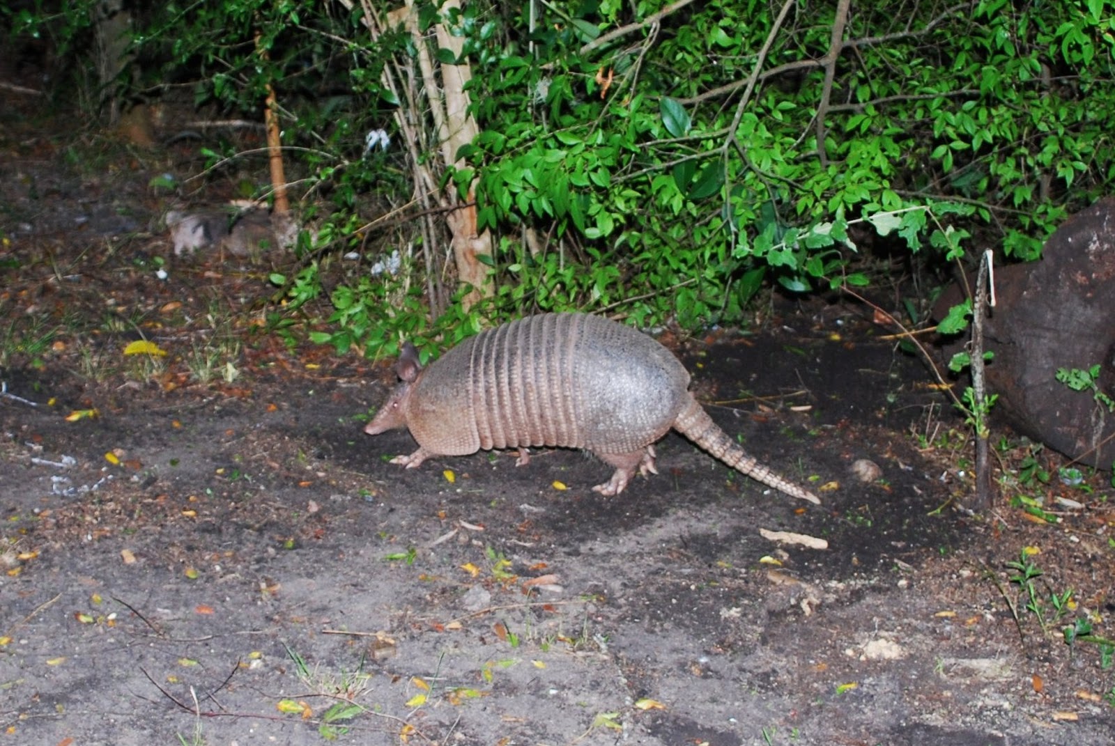 NATURALEZA Y CULTURA: La Mulita Grande