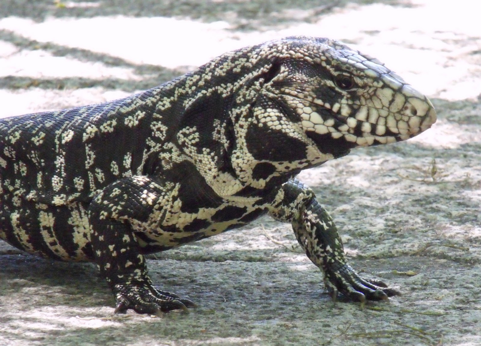NATURALEZA Y CULTURA: Lagarto Overo II