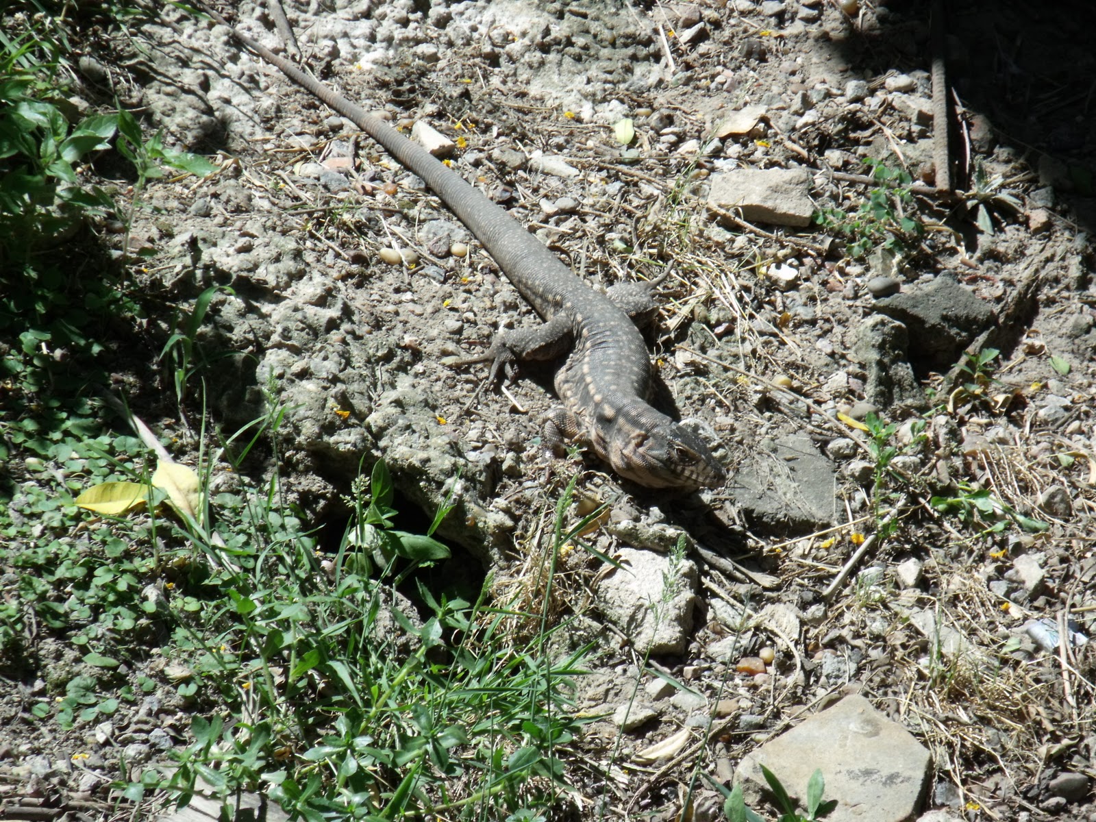 NATURALEZA Y CULTURA: Lagarto Overo II