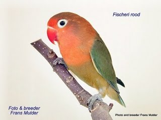 AVIARIO LUTINO: El fischeri rojo / The red fischeri