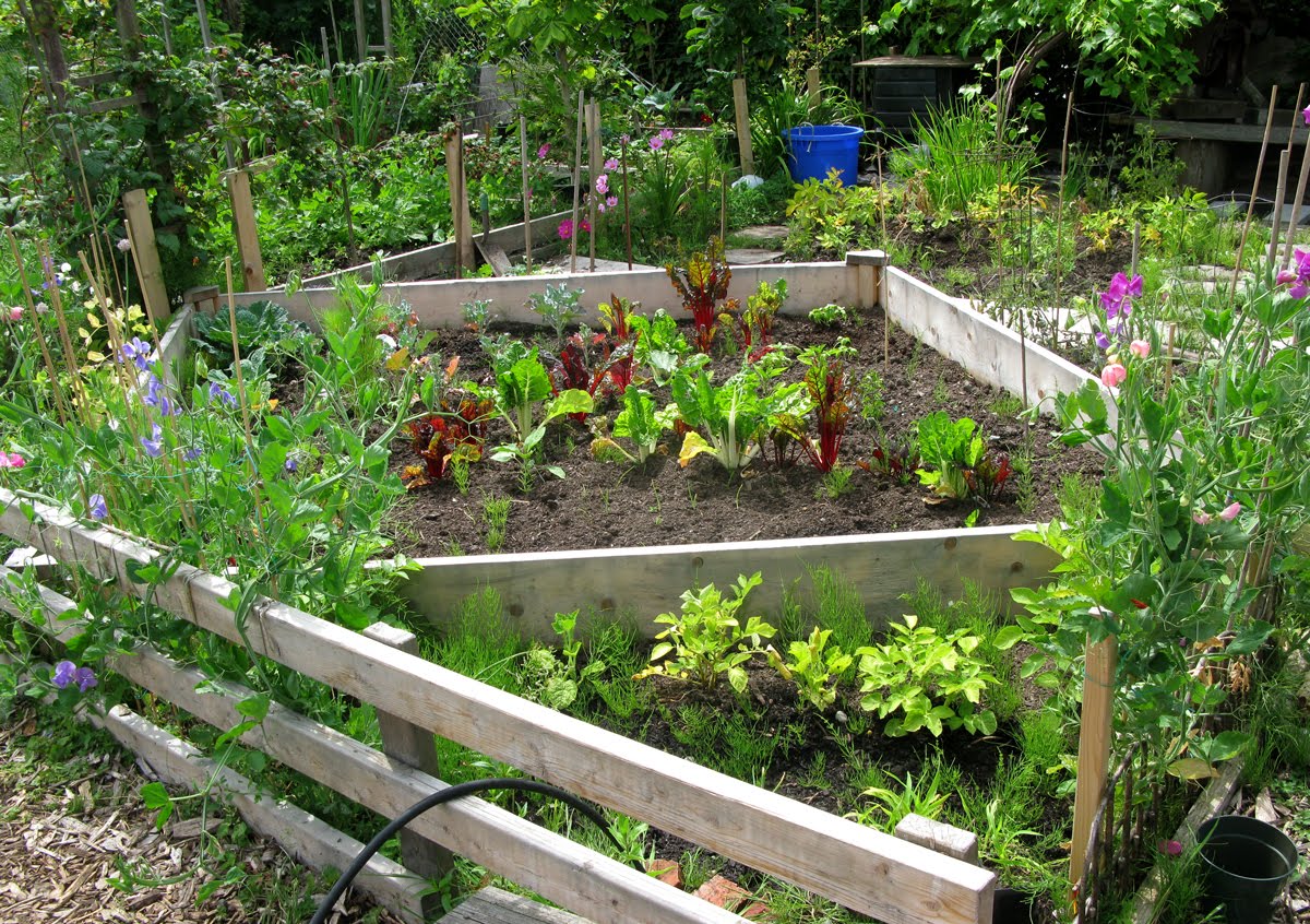 Growing Edibles in Vancouver, British Columbia: Vegetables in the Front ...