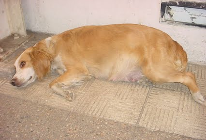 ~ Perro Maniia ~: SIGNOS DEL EMBARAZO CANINO