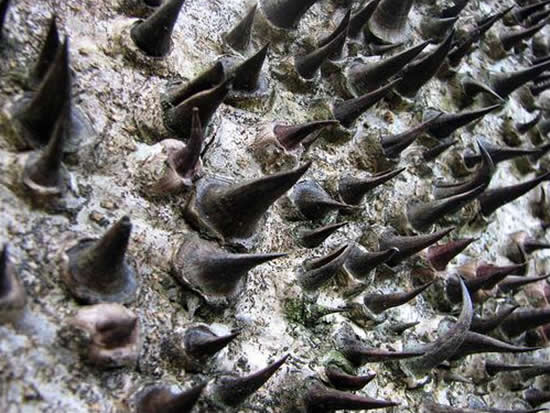 The World's Hardest Tree to Climb ~ Alpin Funny Picture!!