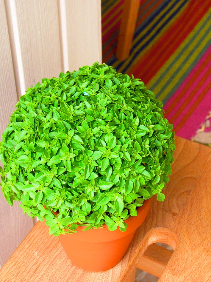 Blog de cheiros: Manjerico