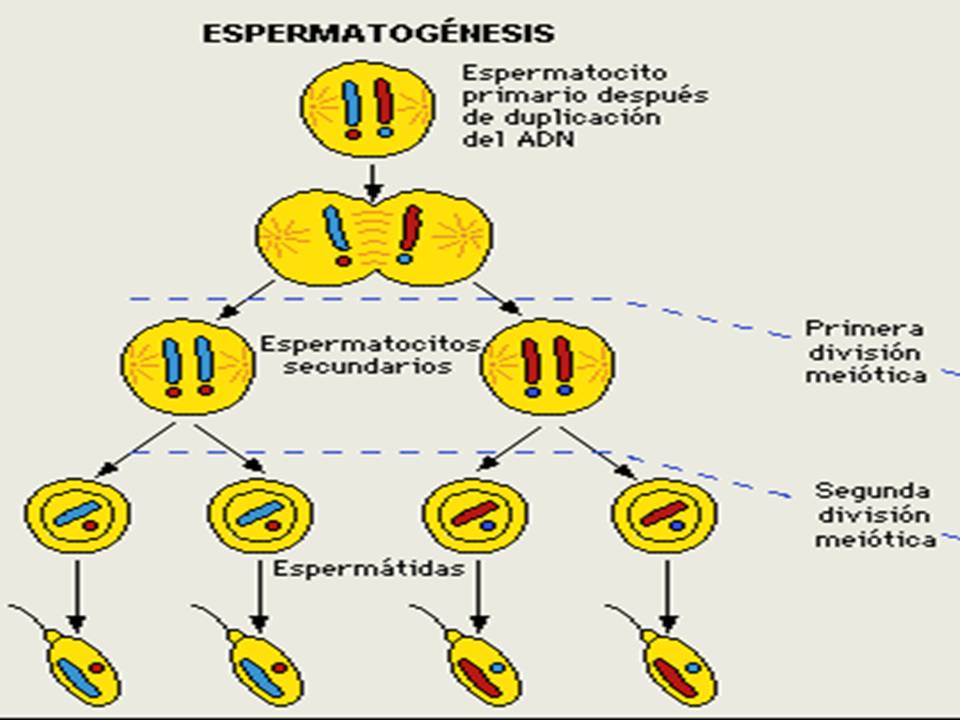 Valeria Vivas: FISIOLOGIA REPRODUCTORA DEL HOMBRE