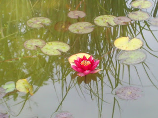 Joyce Is Crafty: Recycled Pond Project