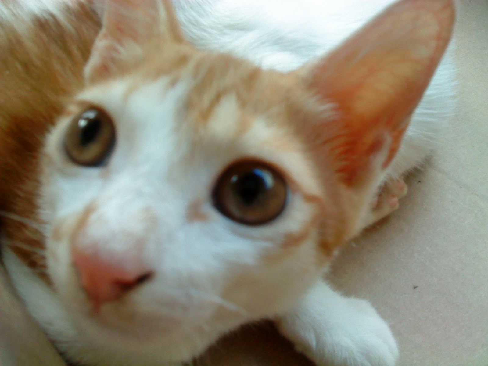 Guardian of Pets, Singapore: Cat Abuse