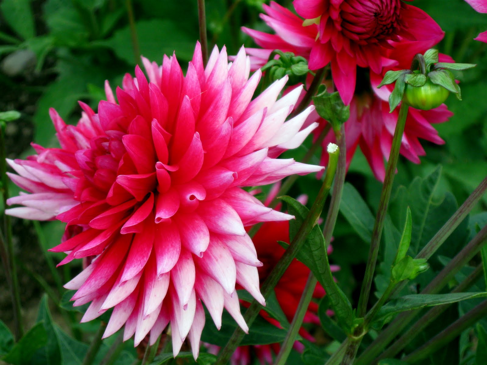 Family Trees May Contain Nuts: DIVINE DAHLIAS DAHLINK