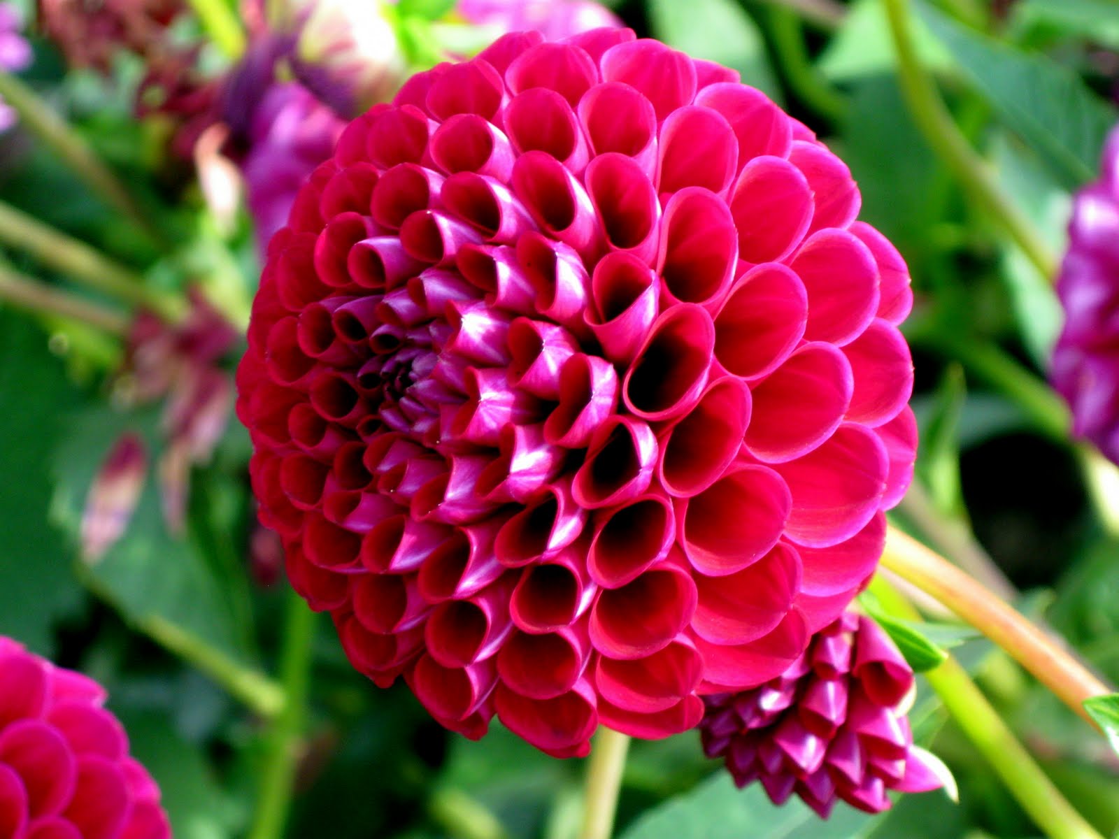 Family Trees May Contain Nuts: DIVINE DAHLIAS DAHLINK