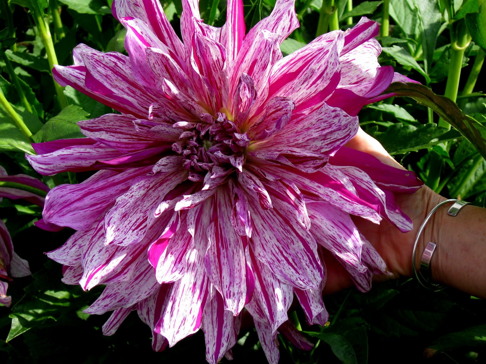 Family Trees May Contain Nuts: DIVINE DAHLIAS DAHLINK