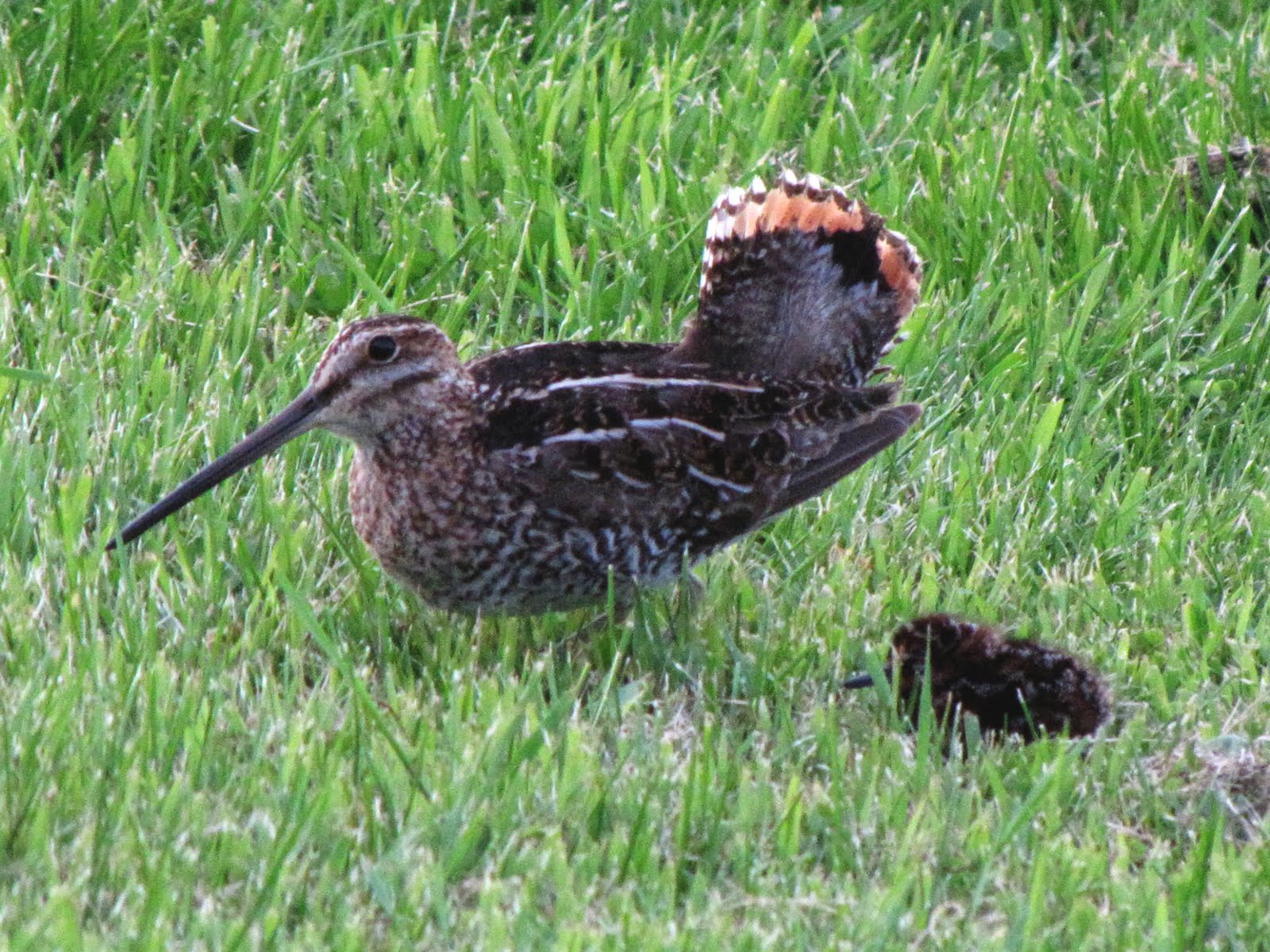 Where are my ears?!: New baby Snipe!