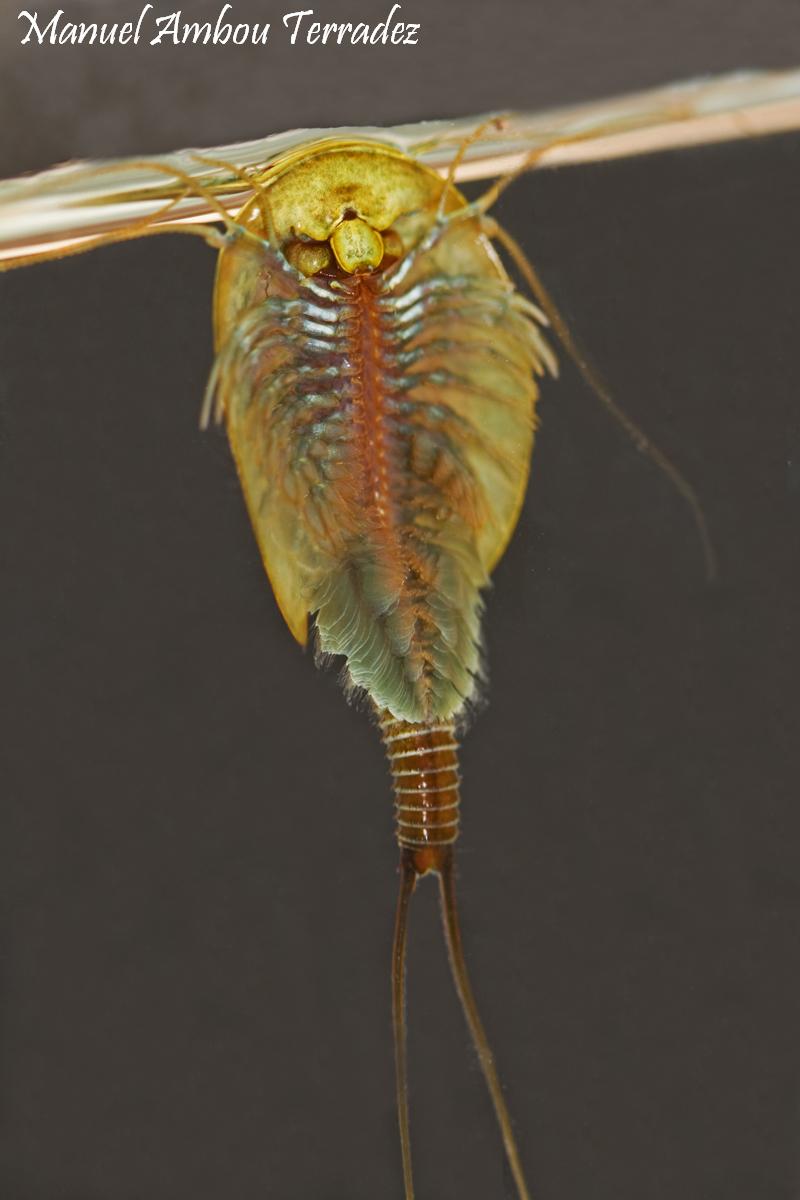 ACLA y la NATURALEZA: TRIOPS CANCRIFORMIS