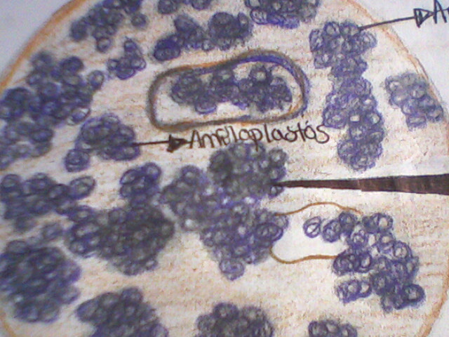 Biologia/practicas: PRACTICA DE IDENTIFICACION DE ESTRUCTURAS Y ...