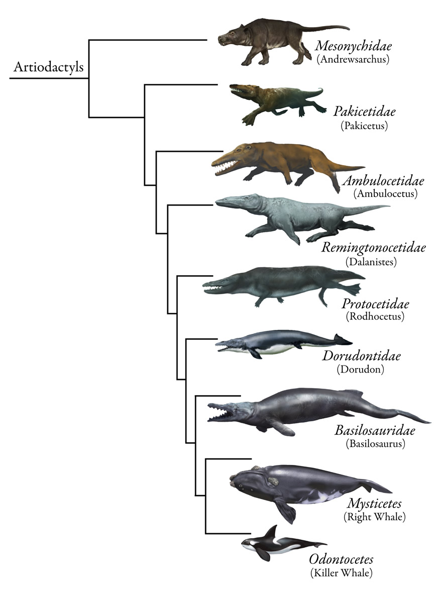 nost: Evolutionary relationships among major groups of cetaceans