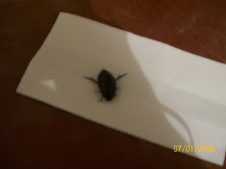 entomologia ju "el mundo de los insectos": Coquito Negro