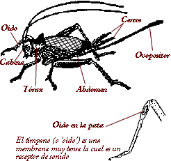 entomologia ju "el mundo de los insectos": grillo marron con rallas negras