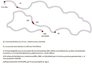 Química 11: Estructura Primaria de la K-caseina bovina.