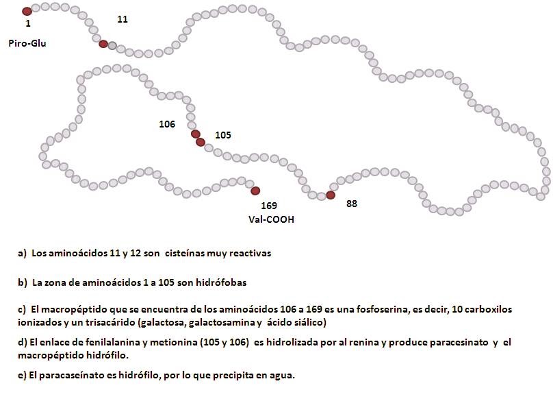 Química 11: Estructura Primaria de la K-caseina bovina.