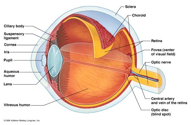 la vision: Capa Retiniana o Interna del bulbo ocular