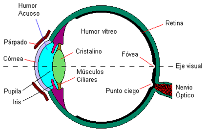 la vision: Humor acuoso.