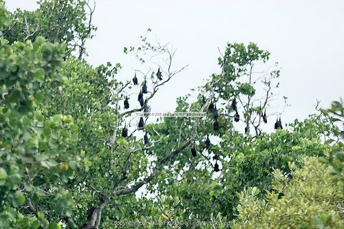 palompon's pride: Tabok Island Palompon, Leyte