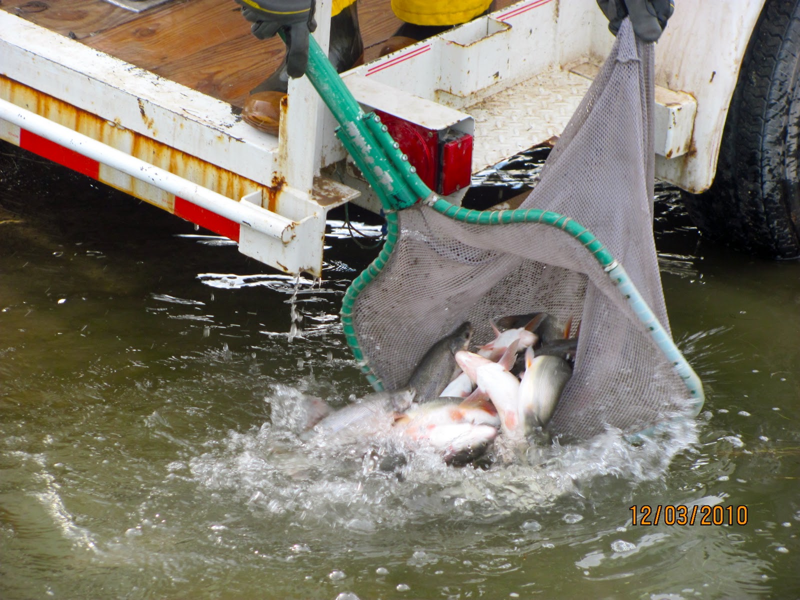 America by RV: Restocking an Endangered Fish, The Bonytail Chub