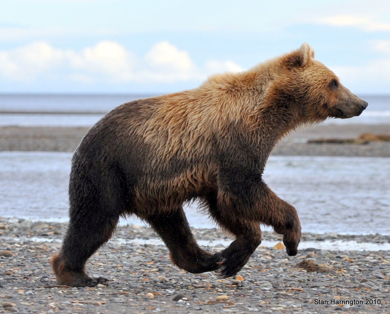 Photo Treks: Alaska Brown Bear