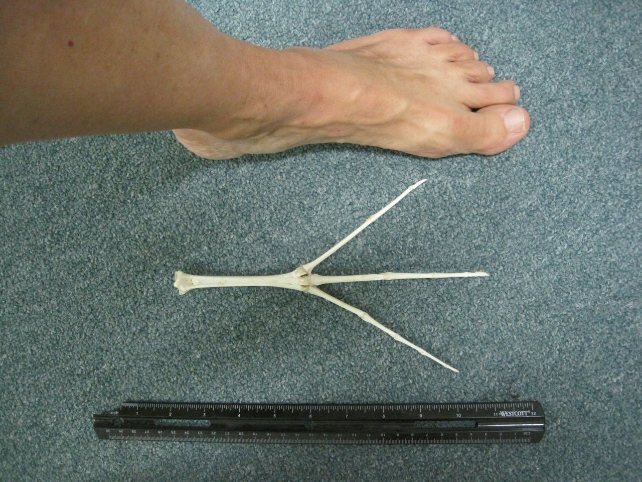 FOAM: Albatross Have Big Feet