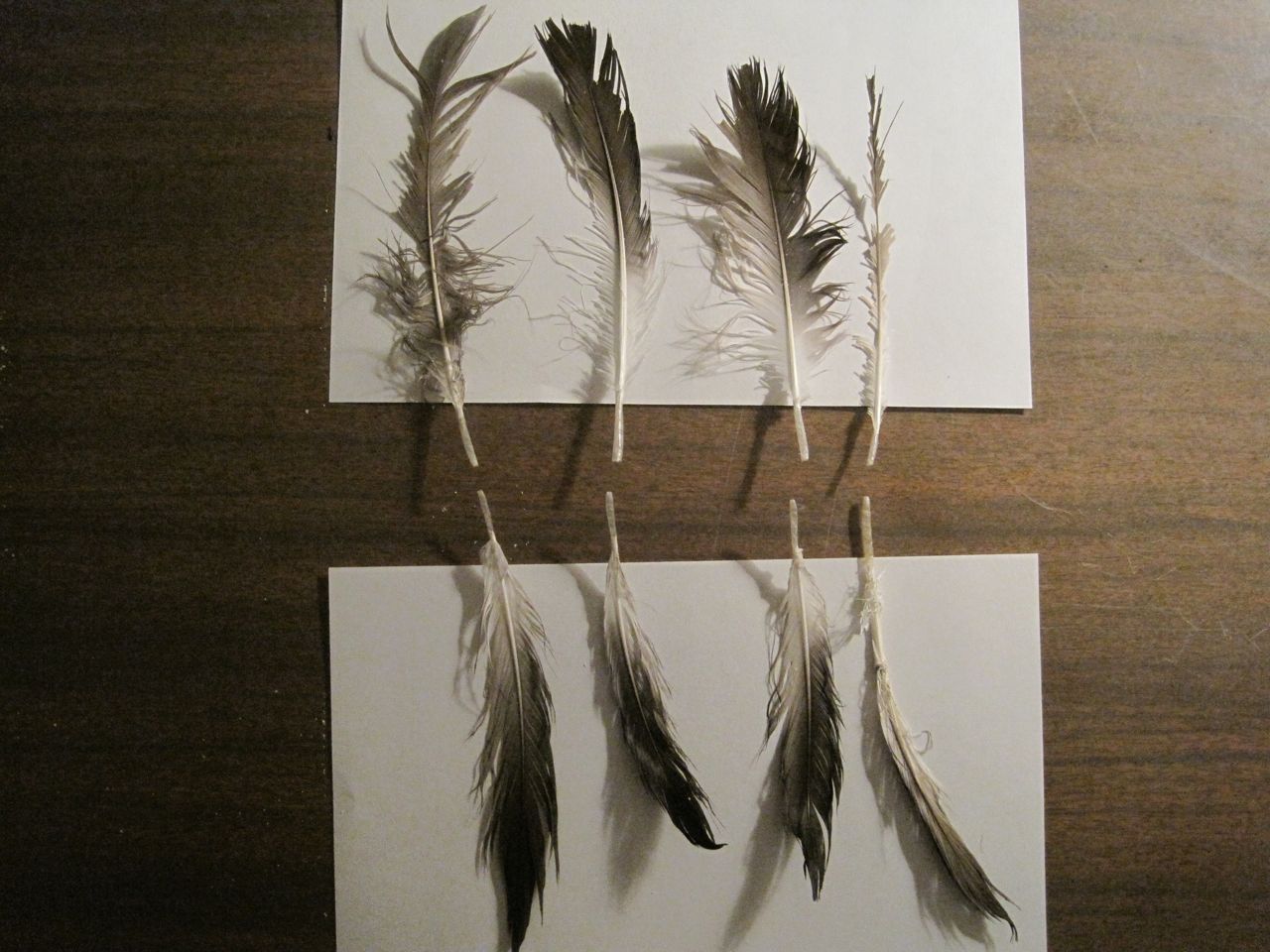 FOAM: Feather Phenomenon