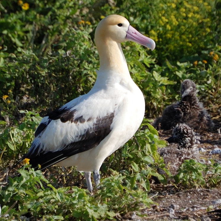 FOAM: Golden Gooney seen on Midway Atoll!