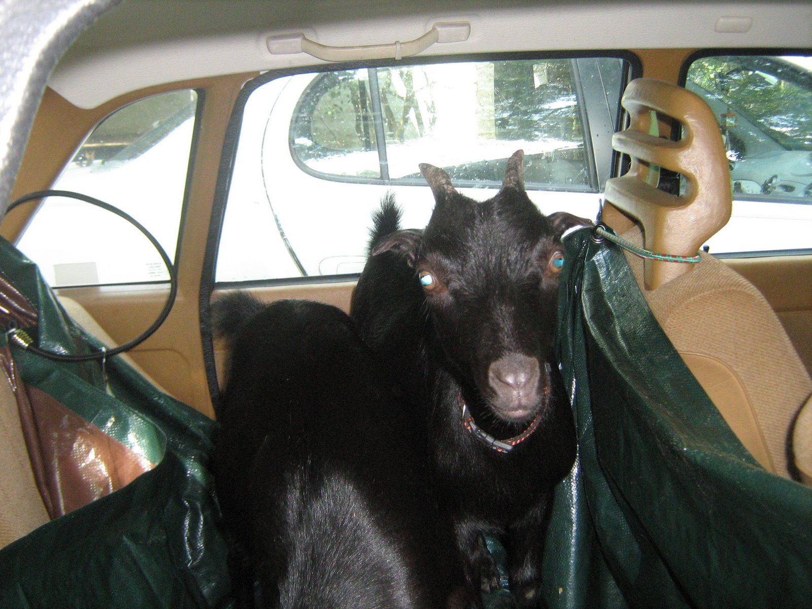 Goat Path: Goats in the back seat