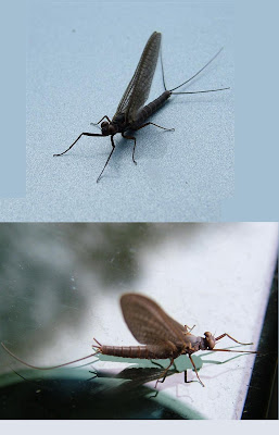 The Glebe Blog: Mayfly at Mochrum