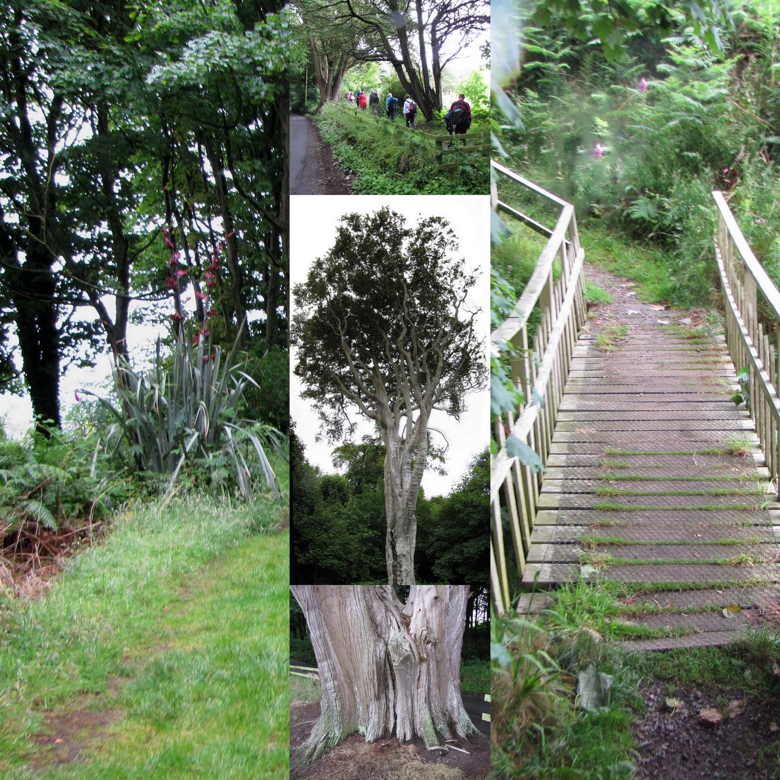 The Glebe Blog: The Wigtownshire Ramblers-Ardwell Drumbreddan Barbecue 2010