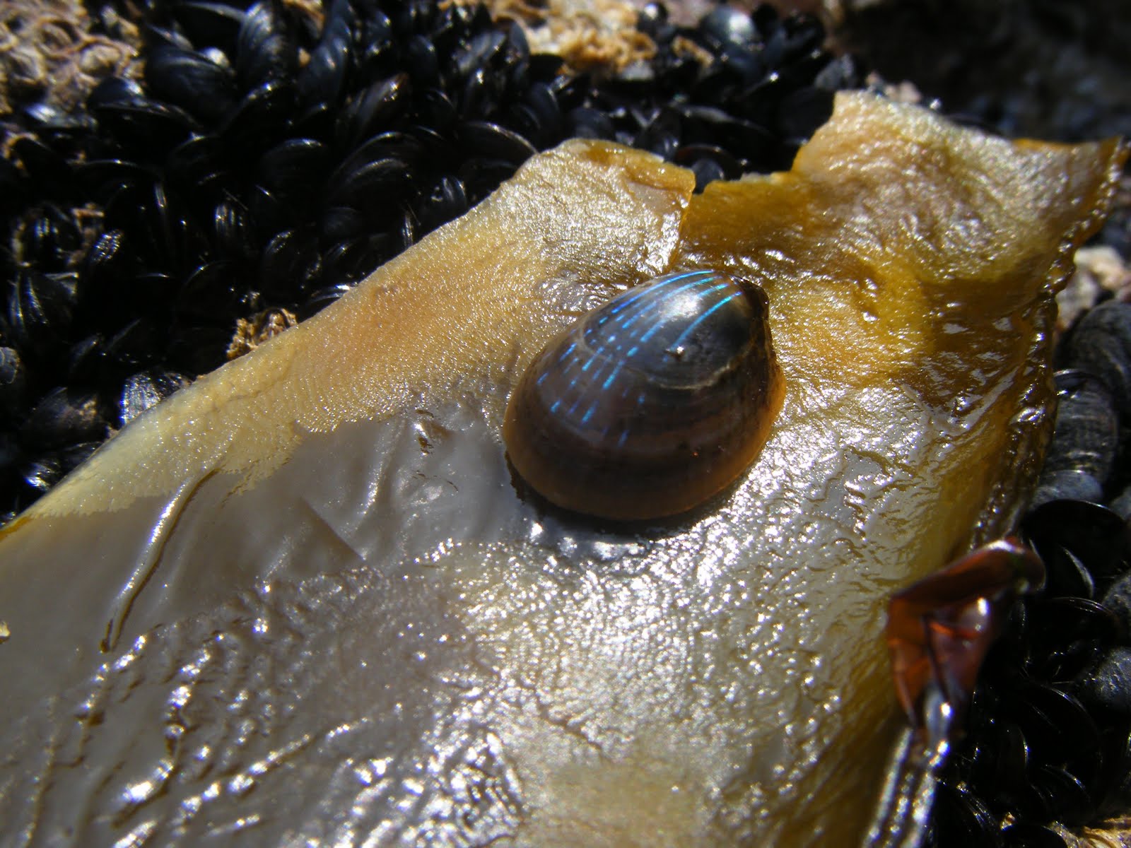 21stcenturynaturalist: The Blue Ray Limpet