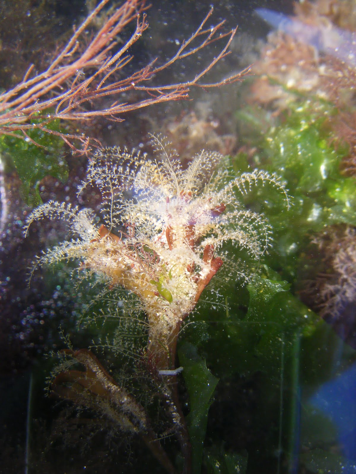 21stcenturynaturalist: The World of the Hydroid
